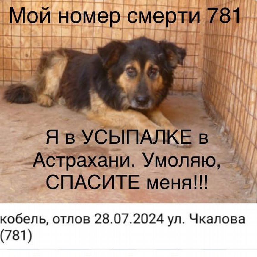 Собака в добрые руки