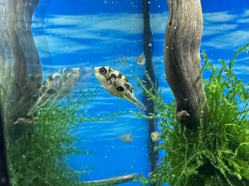 Тетрадон карликовый