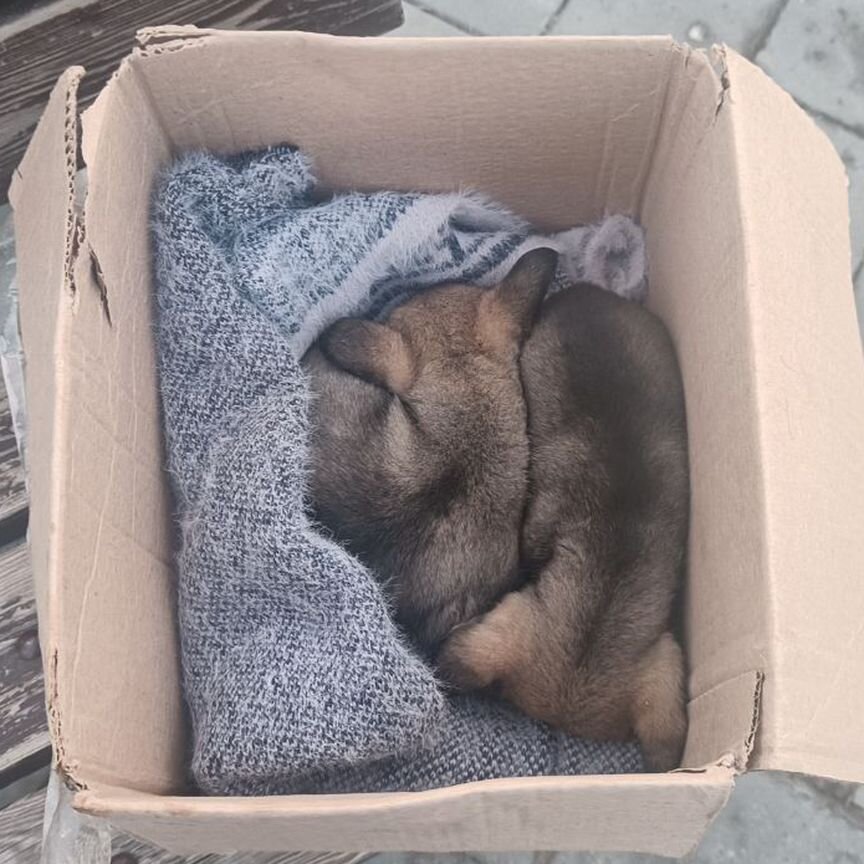 Щенок от частного владельца