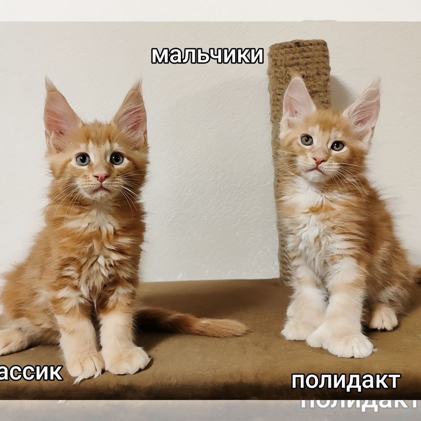 Мейн-кун котёнок