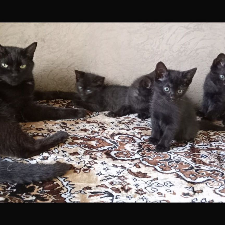 Котята в добрые руки