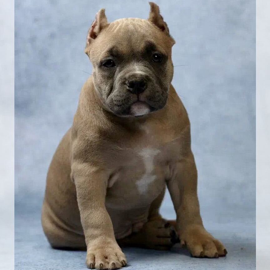 Американский булли