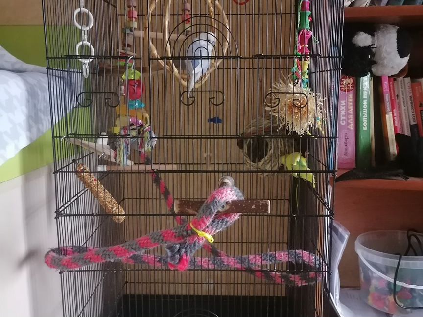 Волнистые попугаи с клеткой