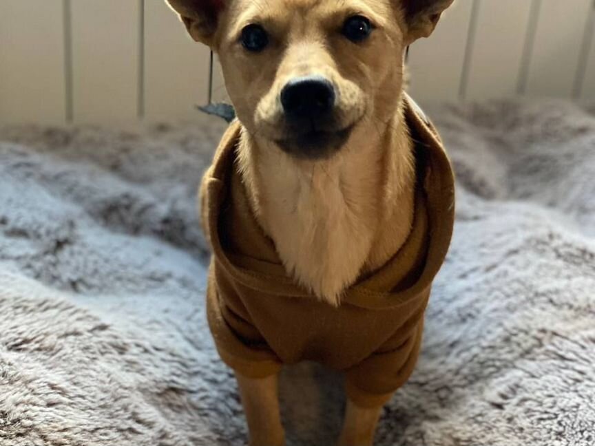 Маленькая ласковая собака в добрые руки бесплатно