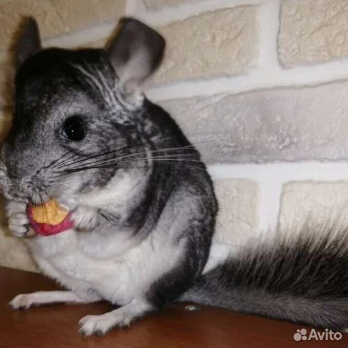 Шиншилла девочка стандарт 5 месяцев от хороших ро