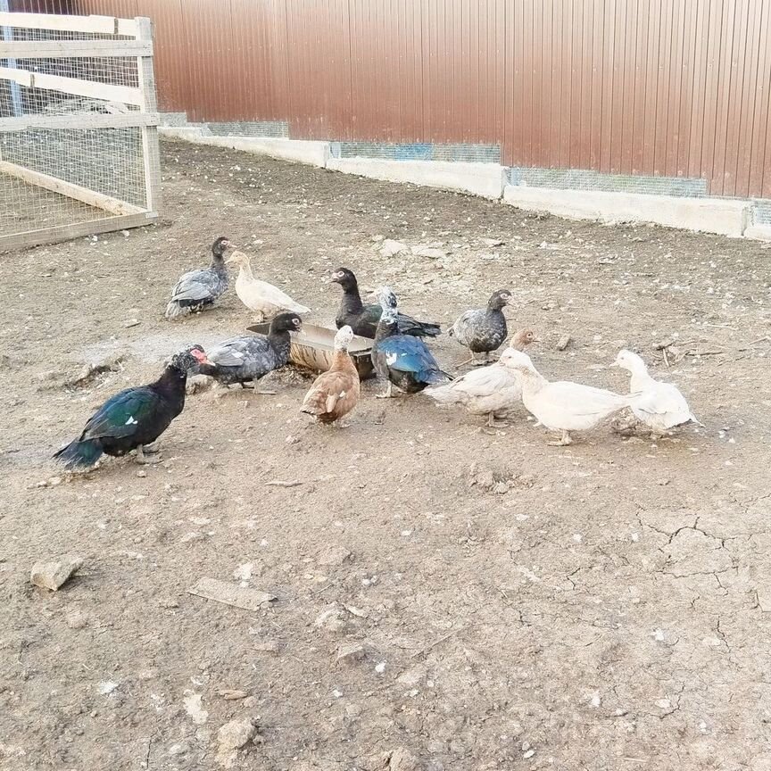 Утки шипуны