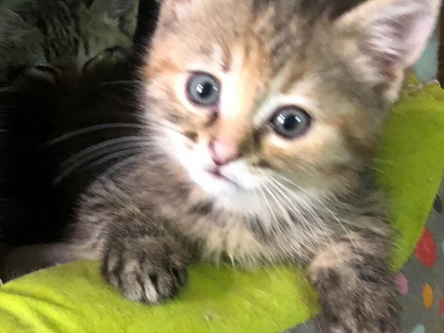 Котенок, 2 месяца