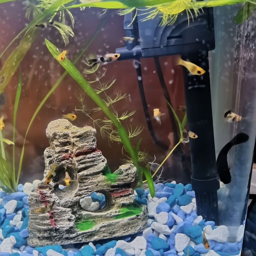 Аквариумные рыбки(мальки)