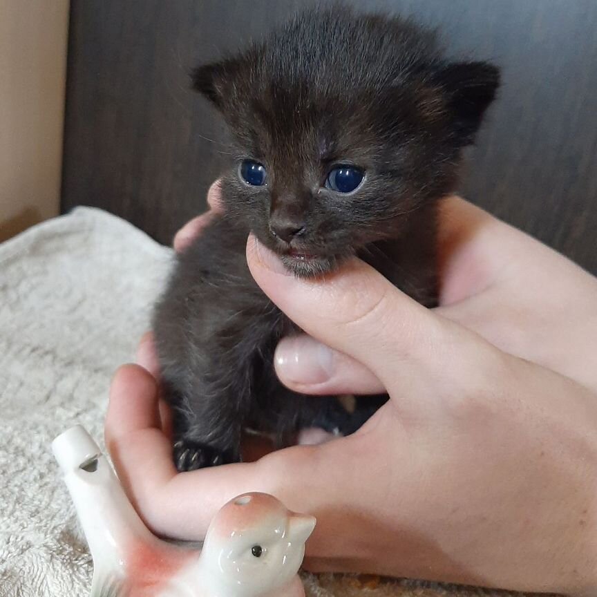Шотланские вислоухие котята