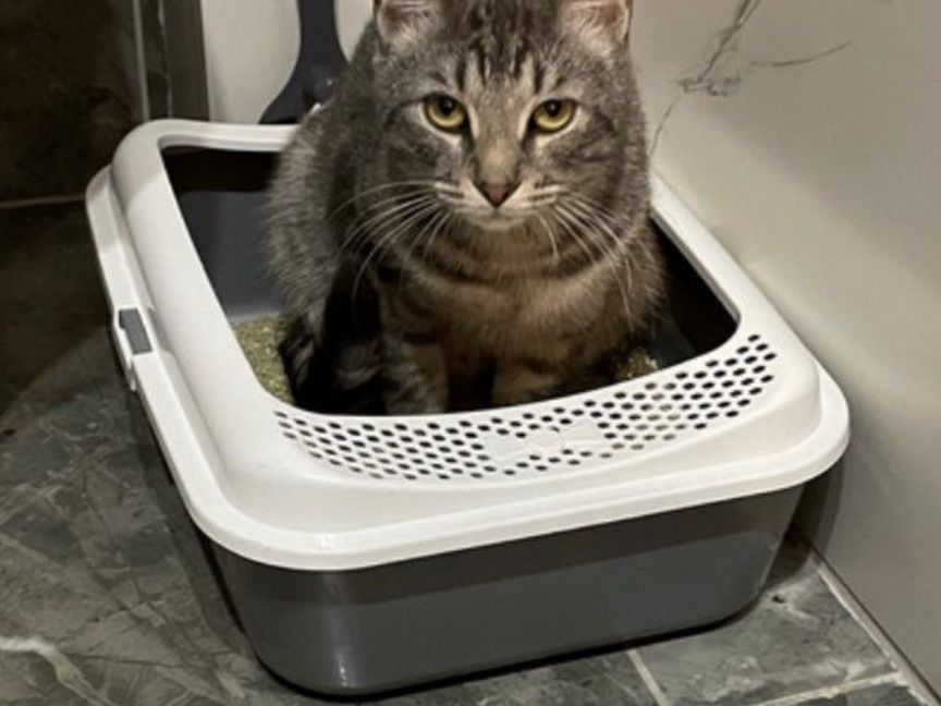 Лоток с высоким бортом новый