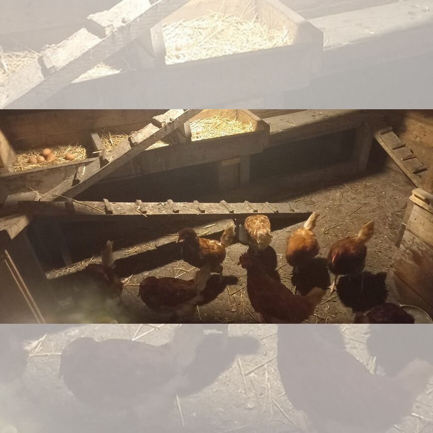 Куры несушки продам