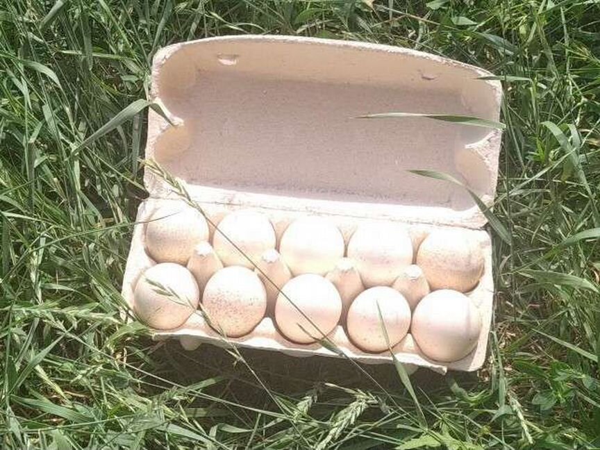 Индюшиное яйцо