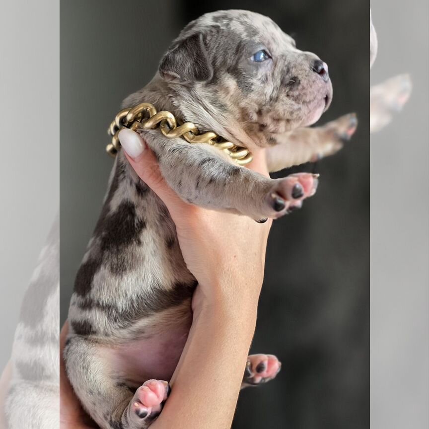 Американский булли, щенок