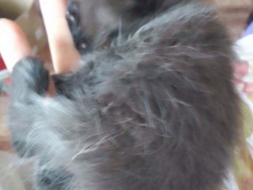 Кошка с ладошку