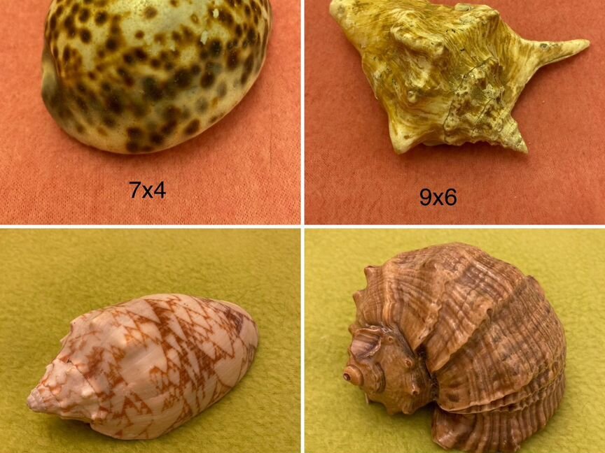 Ракушки морские