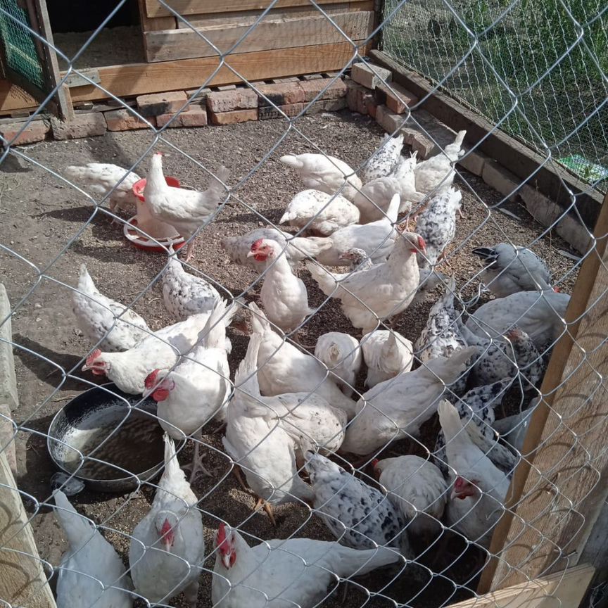 Куры молодки несушки