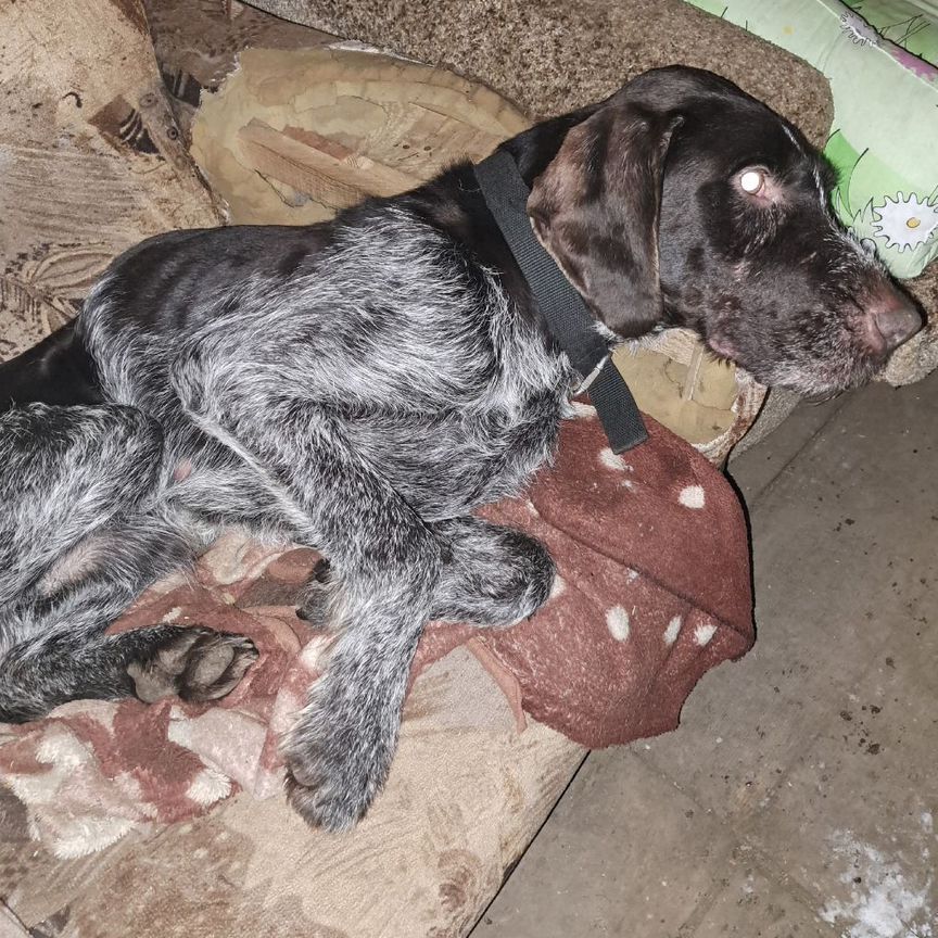 Курцхаар, взрослая собака