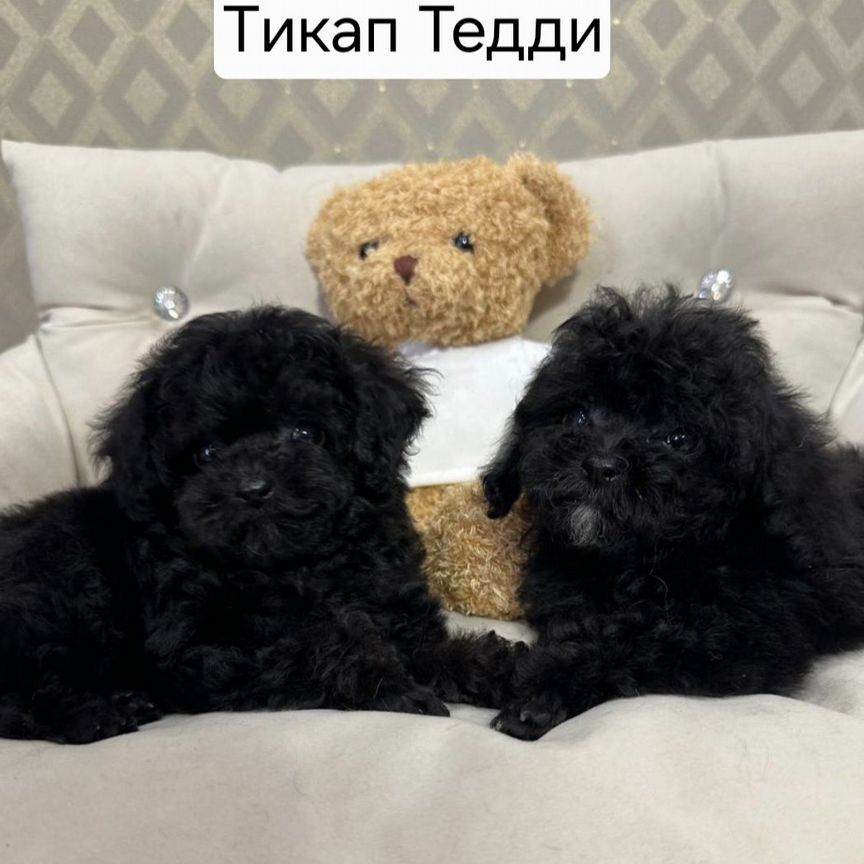 Той-пудель, щенок