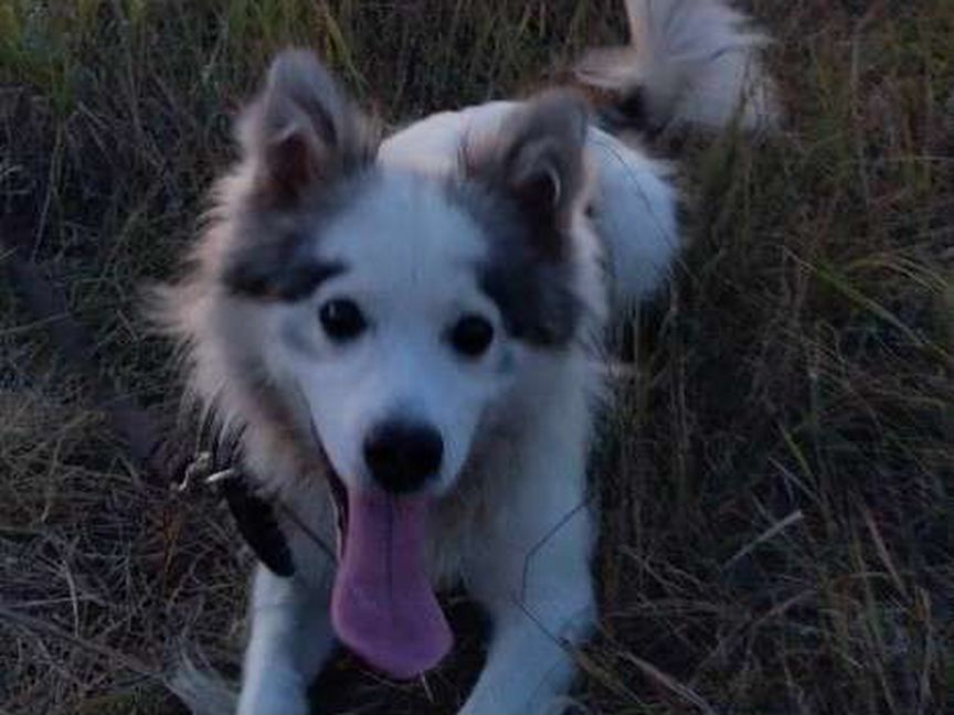 Аляскинский маламут вязка
