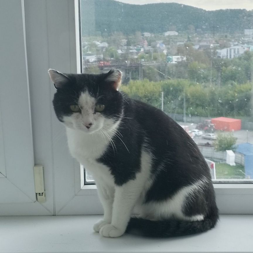Кот Семён