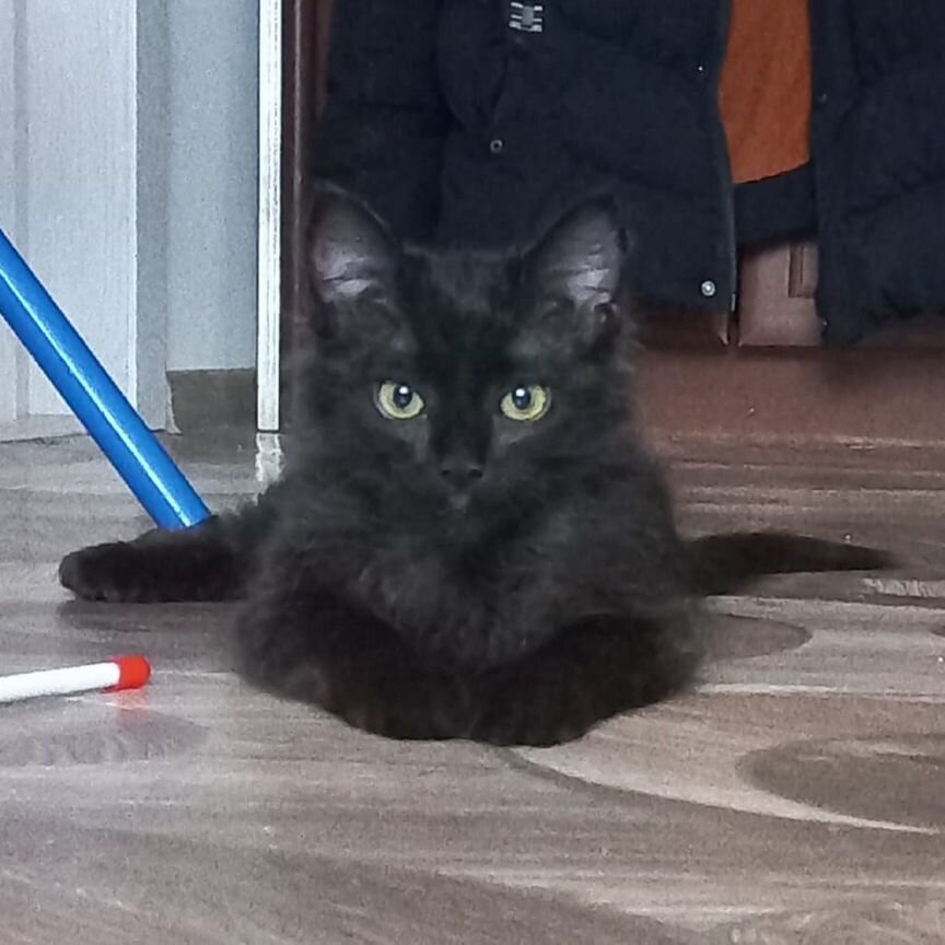 Котёнок Ляля ищет дом,4 месяца