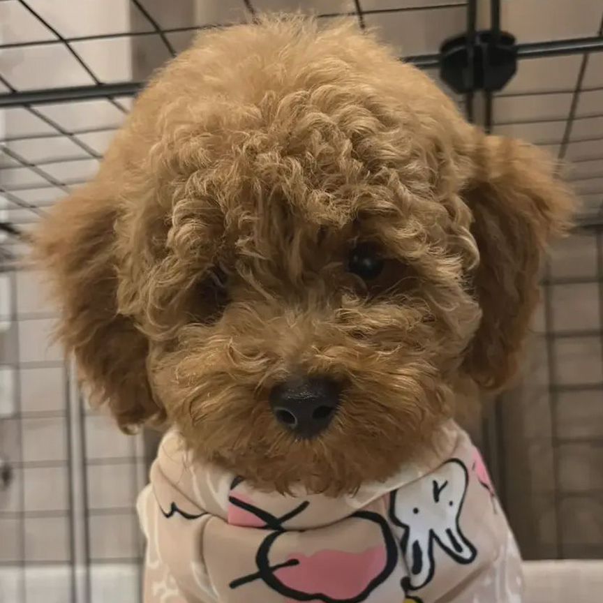 Той-пудель, щенок