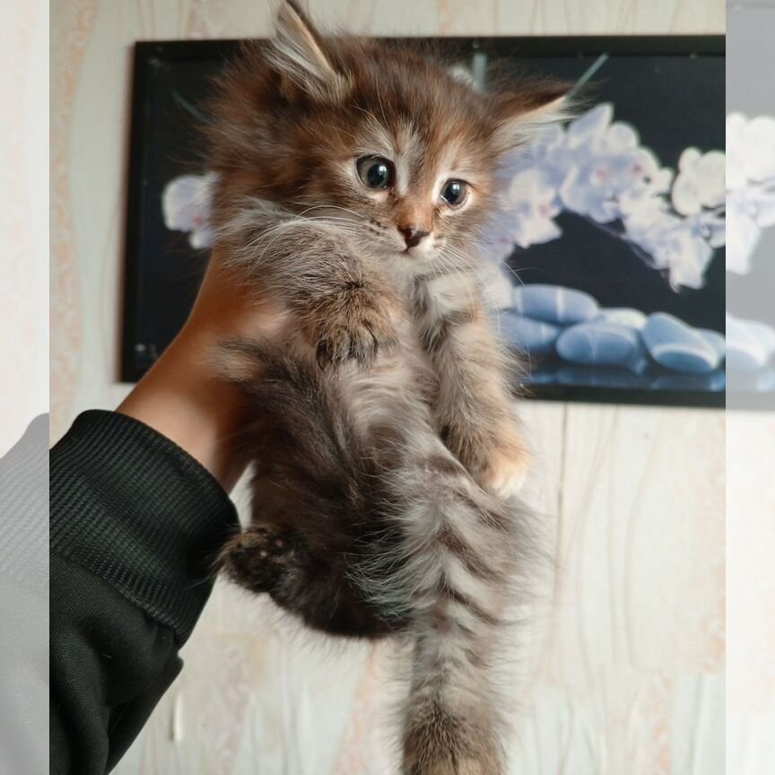Котята