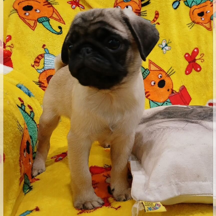 Мопс, щенок