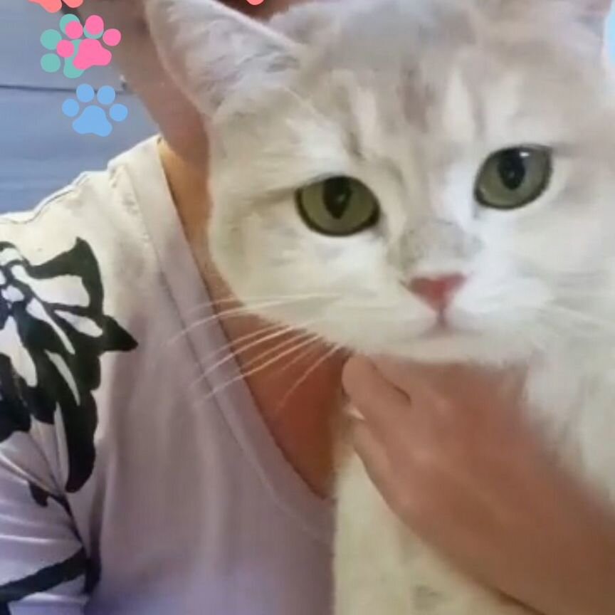 Голубое золото ау1233