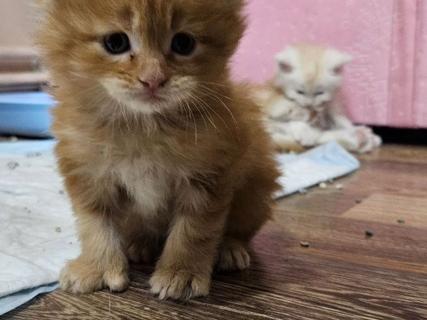 Породистые большие кошки