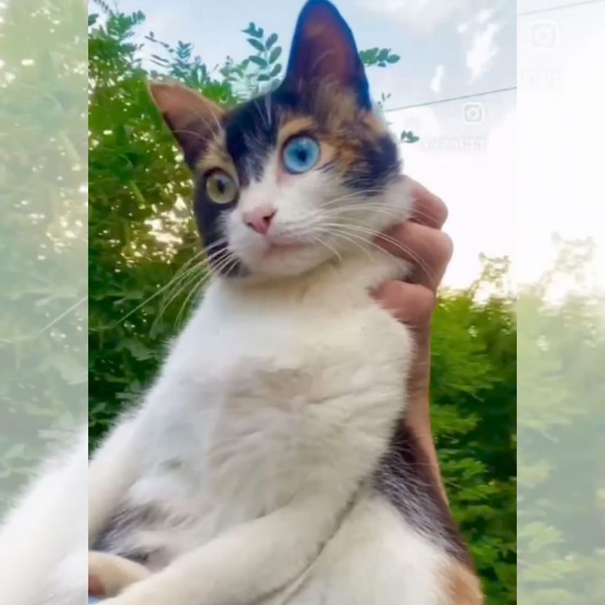 Трехцветная кошка с разными глазками