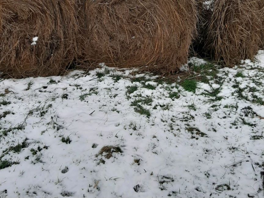 Продаю сено