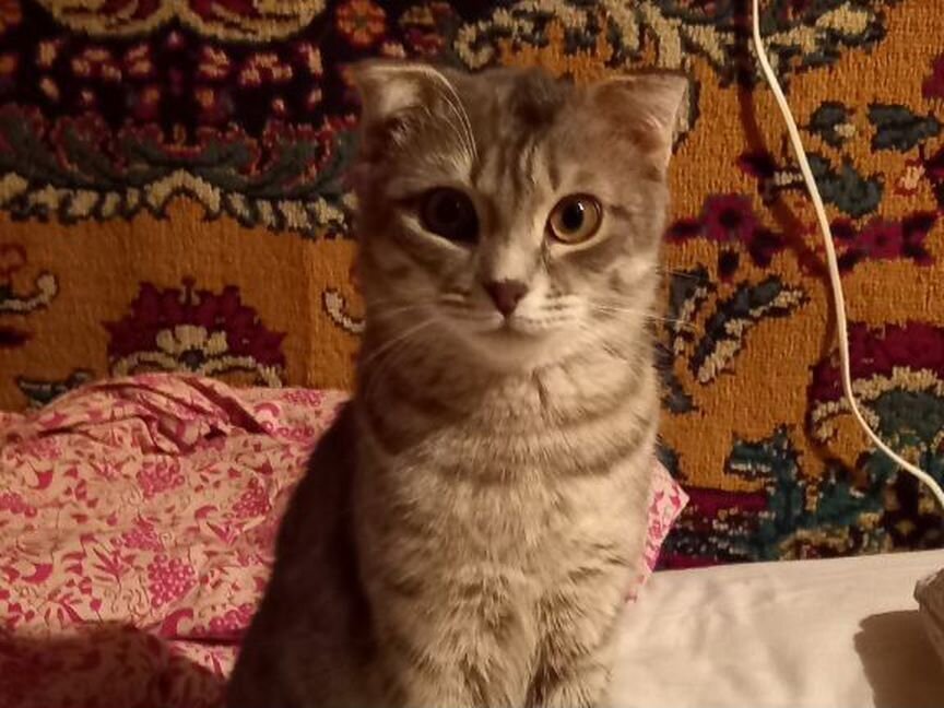 Вислоухий котенок в добрые руки