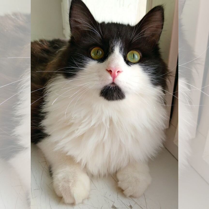 Кот-подросток в добрые руки