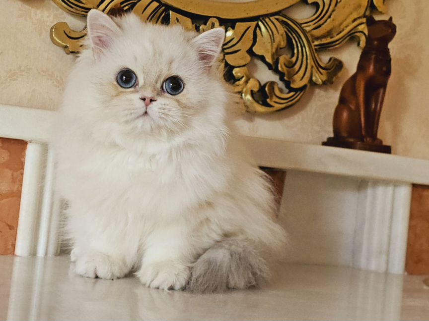 Британская серебристая шиншилла