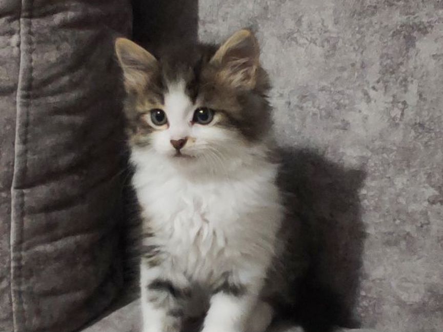 Норвежская лесная кошка