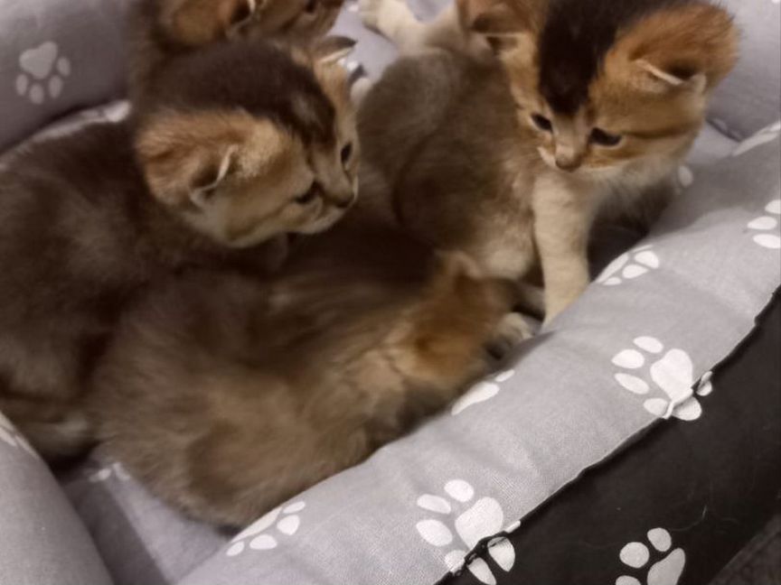 Британские котята/ шиншилла