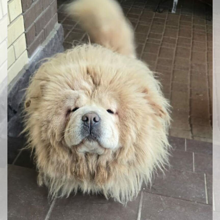 Чау-чау, взрослая собака