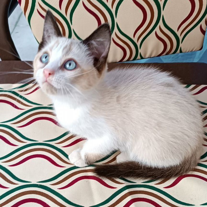 Кошка