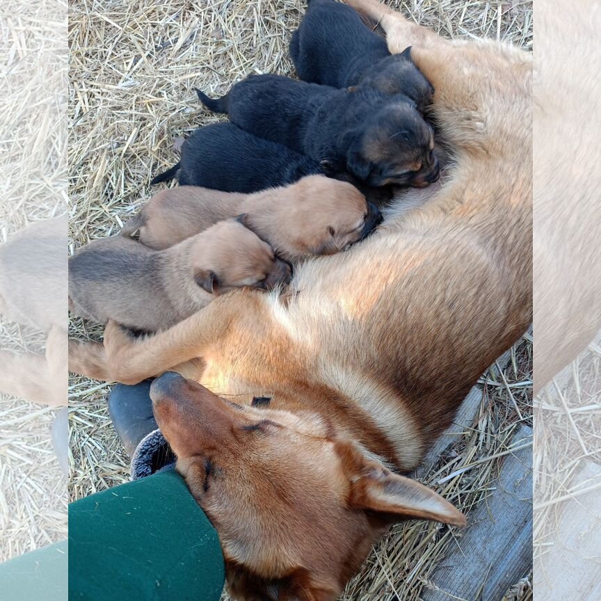 Немецкая овчарка, щенок