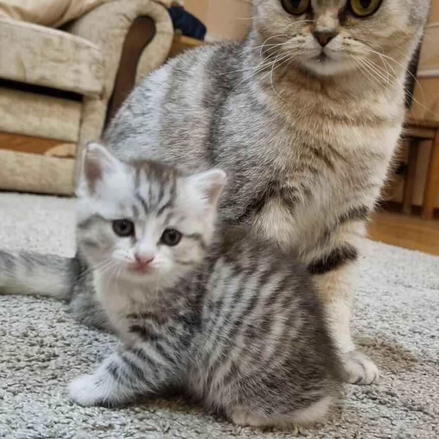 Мать прямоухая Шатланка