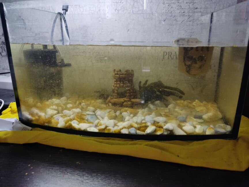 Аквариумные рыбки петушок сомик