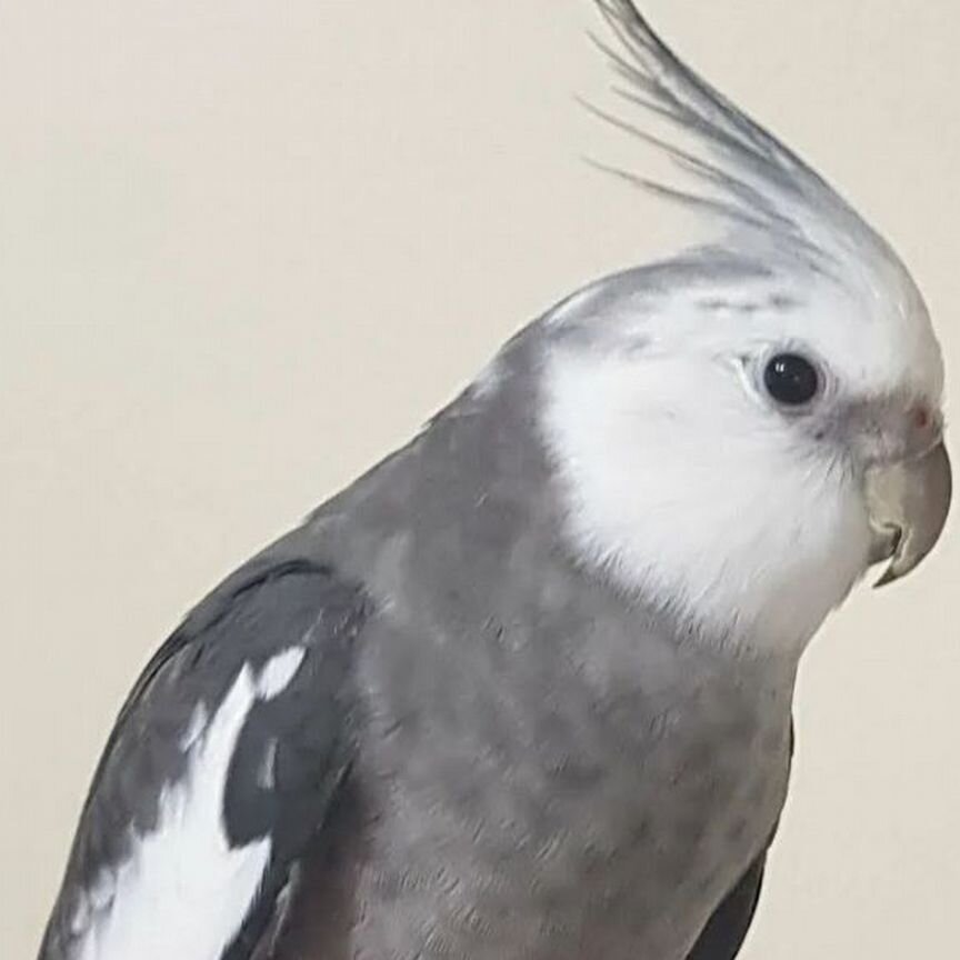 Попугай корелла