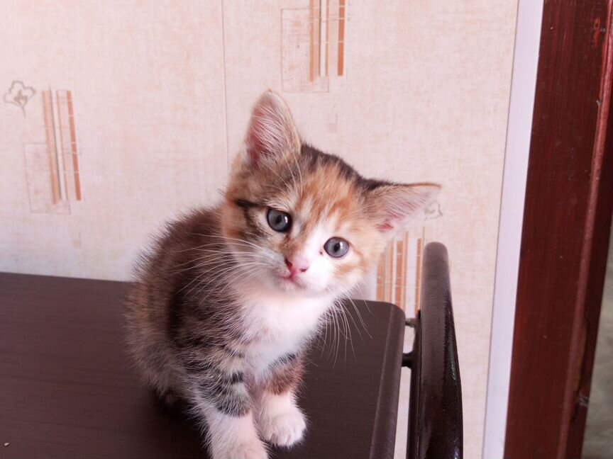 Кошки в добрые руки