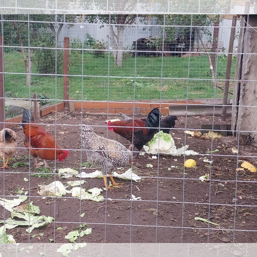 Петух молодой домашний