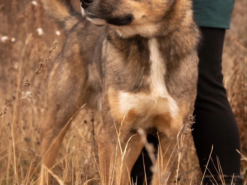 Станет отличным другом