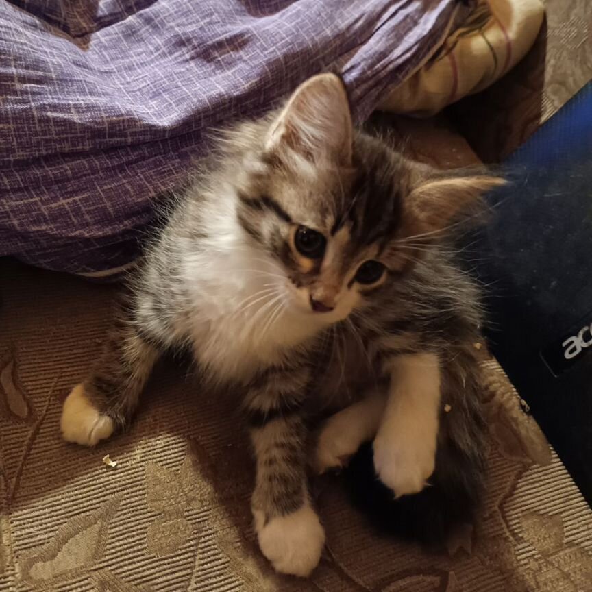 Котёнок в добрые руки