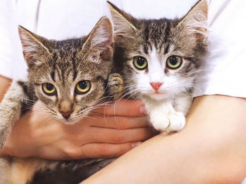 Котята девочки полосатая и белая в добрые руки