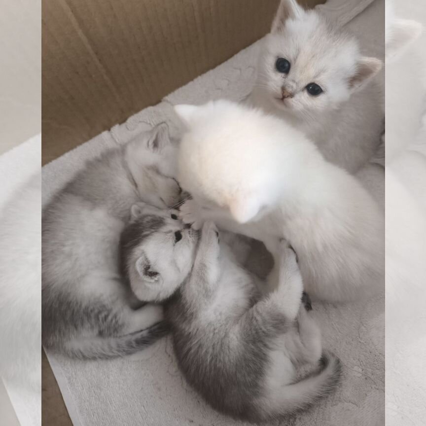 Британский короткошёрстный котёнок