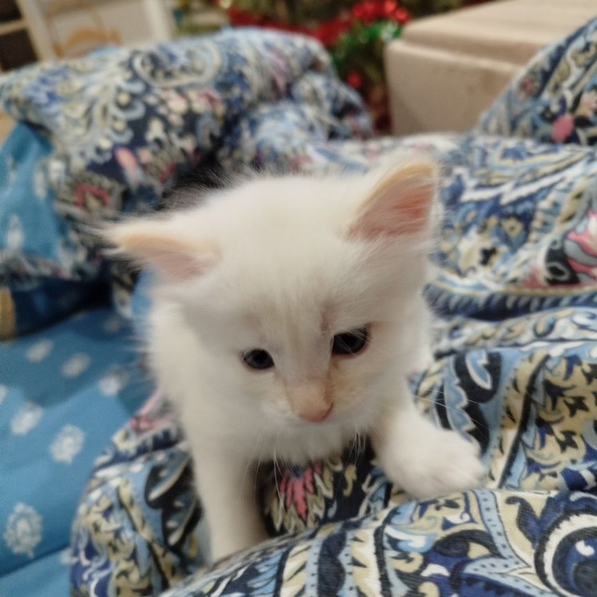 Котик